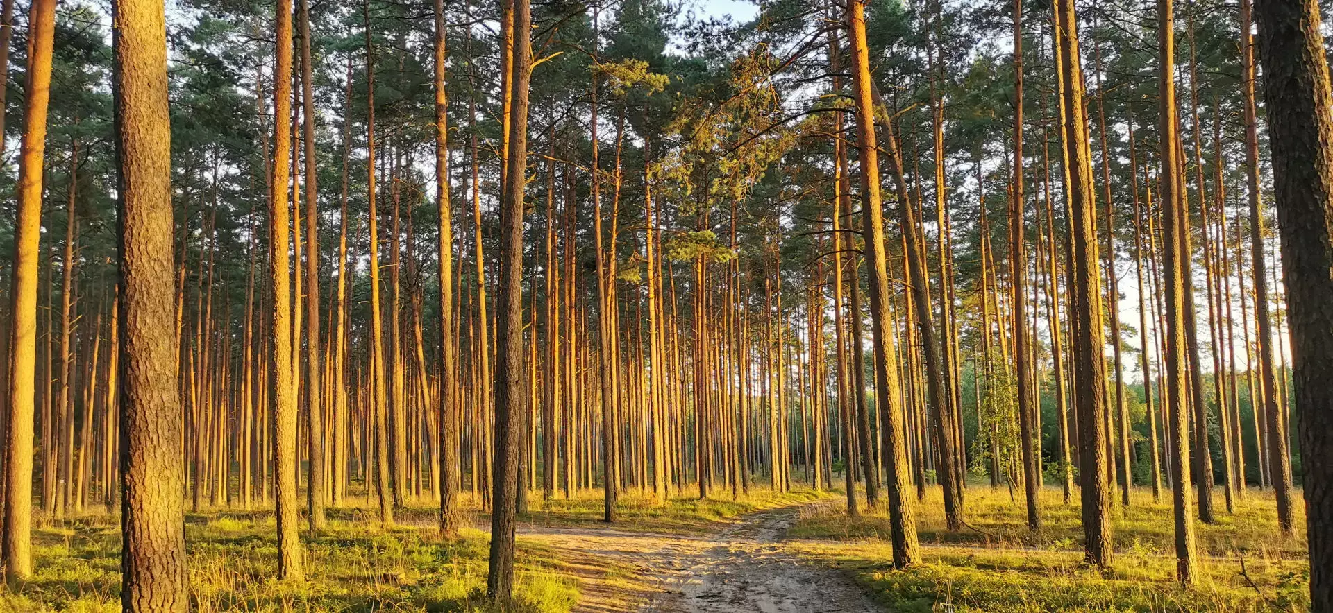 Bory Tucholskie - co warto zobaczyć? 10 najciekawszych miejsc ...